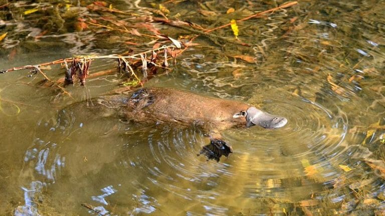 The Quirky, Adorable Platypus Is Disappearing Faster Than We Thought