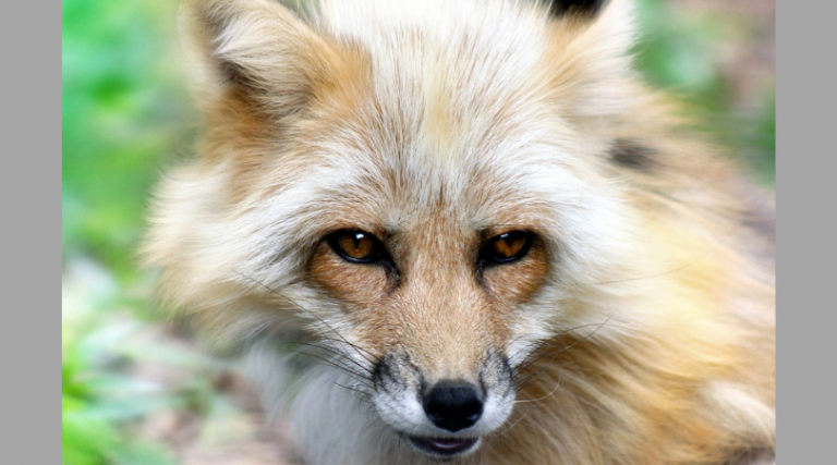 Update: California Becomes the First State in the US to Ban Trapping ...