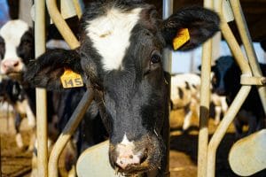 Cows Communicate and Express Emotion Through Moos, Study Finds