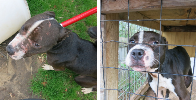 PETITION: Justice for Dogs Covered in Scars at Cruel Dogfighting Operation