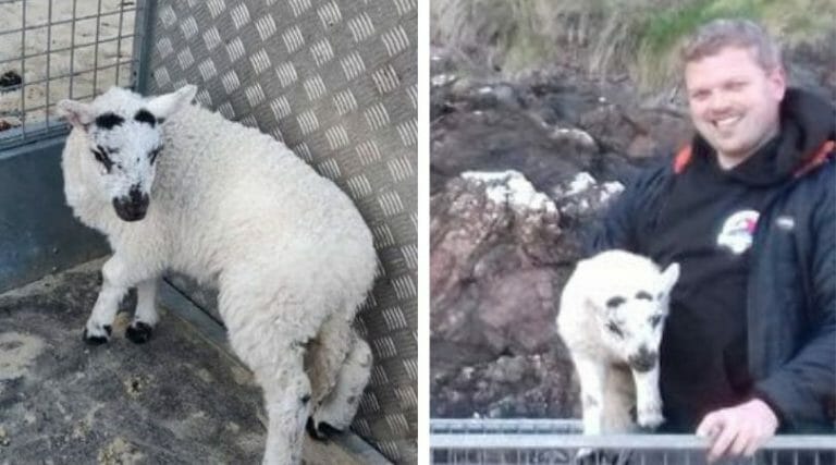 Injured Baby Lamb and Mother Stranded for Days on Cliff Saved by Brave ...