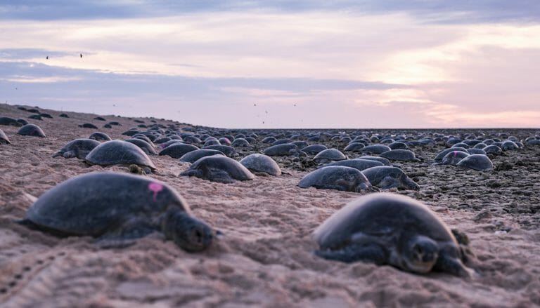 VIDEO: Thousands of Nesting Turtles Captured on Remarkable Drone Footage