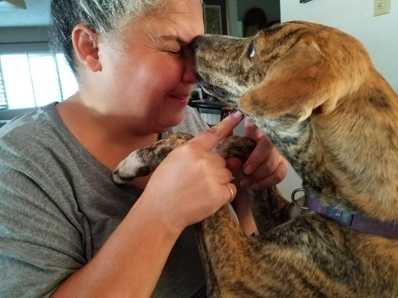 The Story of Patsy, A Junkyard Dog in Downtown Kingston