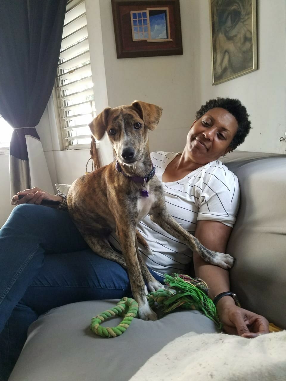 The Story of Patsy, A Junkyard Dog in Downtown Kingston