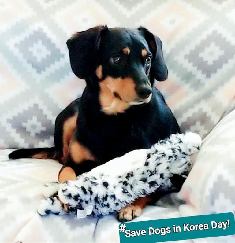 Lady Freethinker's Save Dogs In Korea Day