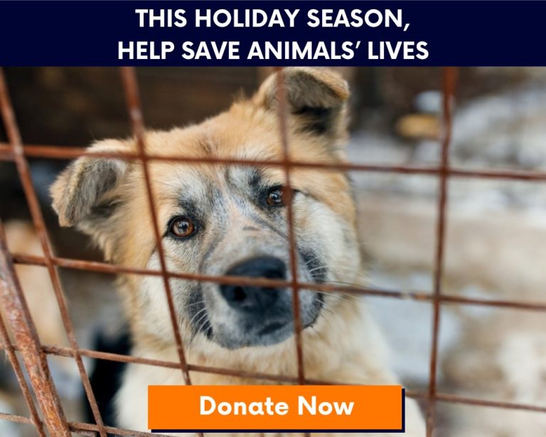 YouTube ‘Monkey Haters’ Form Private Group Where Members Are Paying to ...