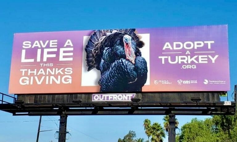 Save a Bird's Life This Thanksgiving with the 'Adopt a Turkey' Project