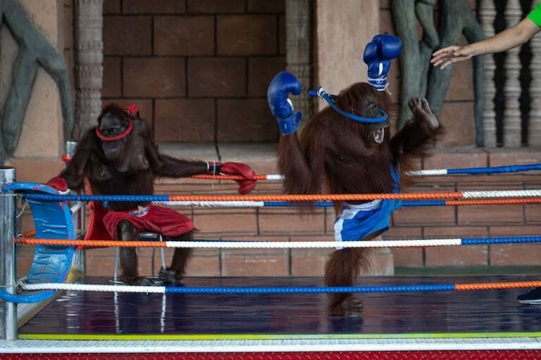 SIGN: End Cruel Orangutan Boxing Matches at Cambodian Zoo | Lady ...