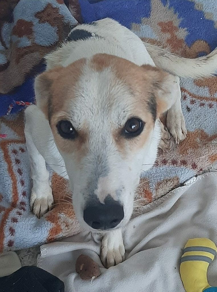 UPDATE: Tunisian Dog Rescue Still Saving Lives After Brutal Attack