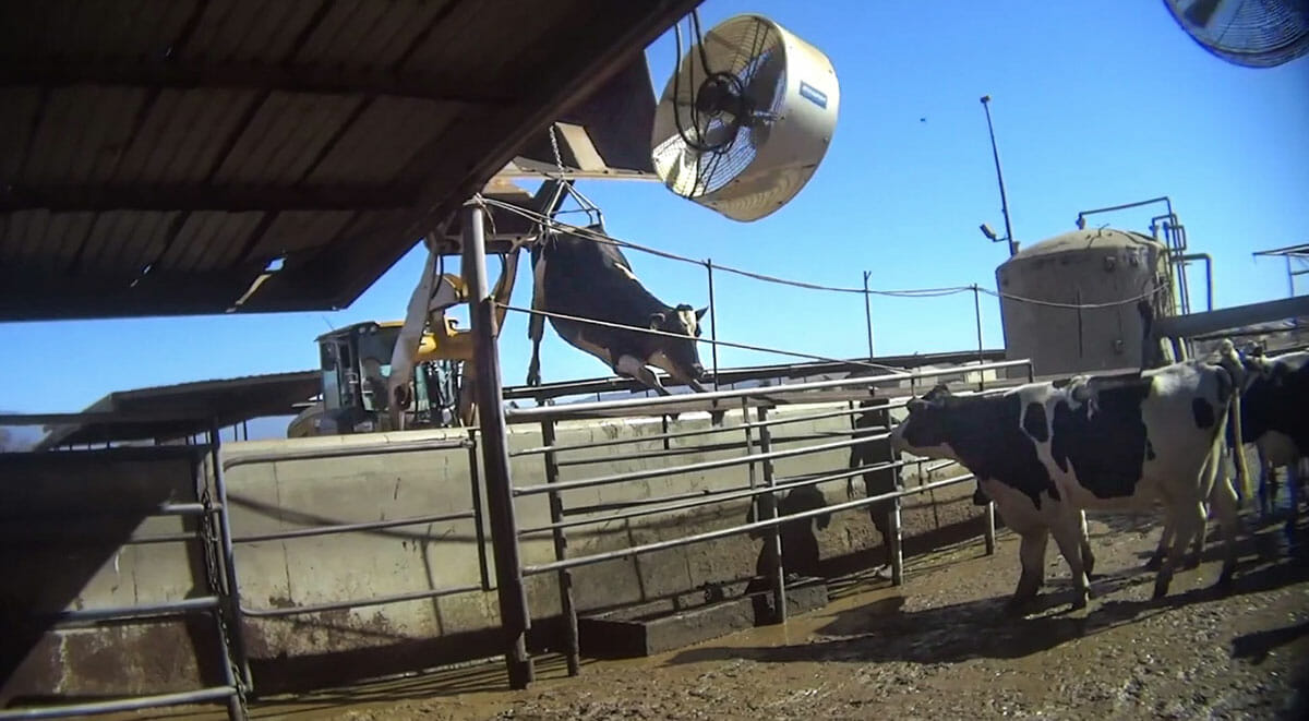 A Day in the Life: 3 Animal Cruelty Investigators Share How They Save ...