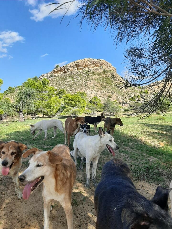 UPDATE: Tunisian Dog Rescue Still Saving Lives After Brutal Attack