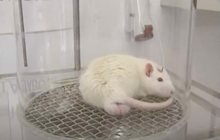 10 Disturbing Animal Testing Facts You Need to Know