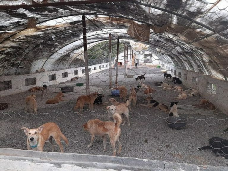 UPDATE: Tunisian Dog Rescue Still Saving Lives After Brutal Attack