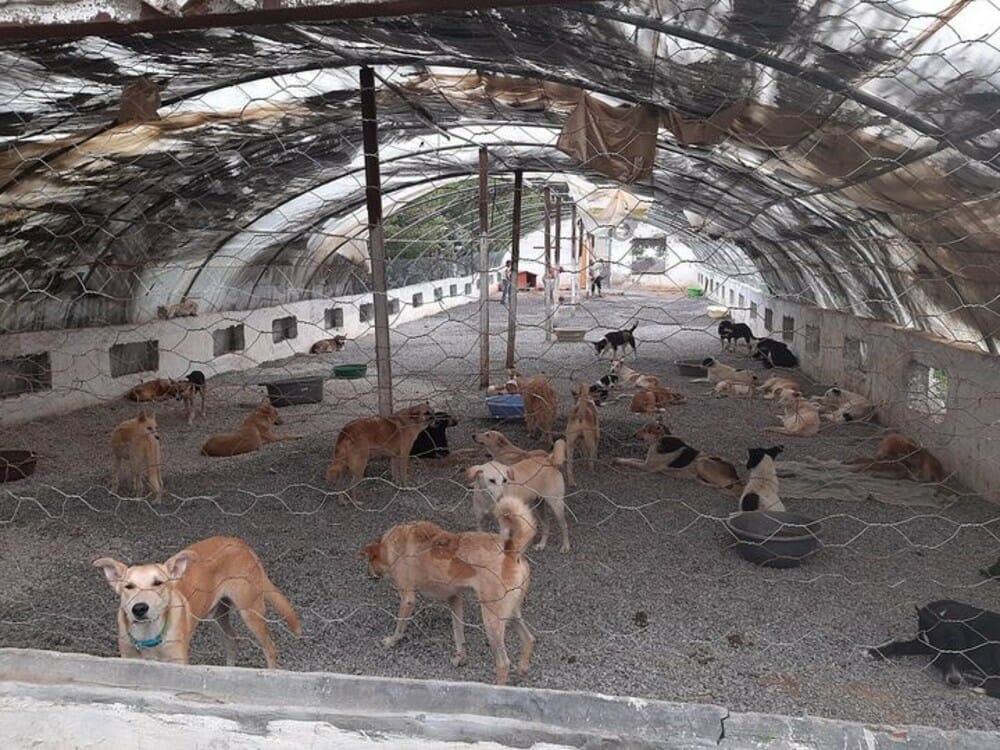 UPDATE: Tunisian Dog Rescue Still Saving Lives After Brutal Attack