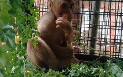 VIDEO: Rescue Dog Heroically Saves Guardian From Stroke