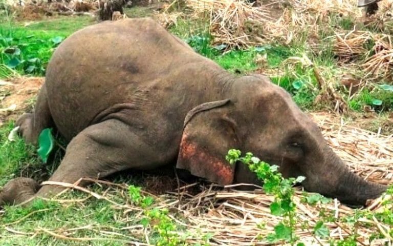 PETITION: Justice for Elephant Shot with Tusks Hacked Off by Poachers