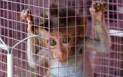 Rescued Baby Flying Foxes Are the Cutest Thing You've Seen All Day