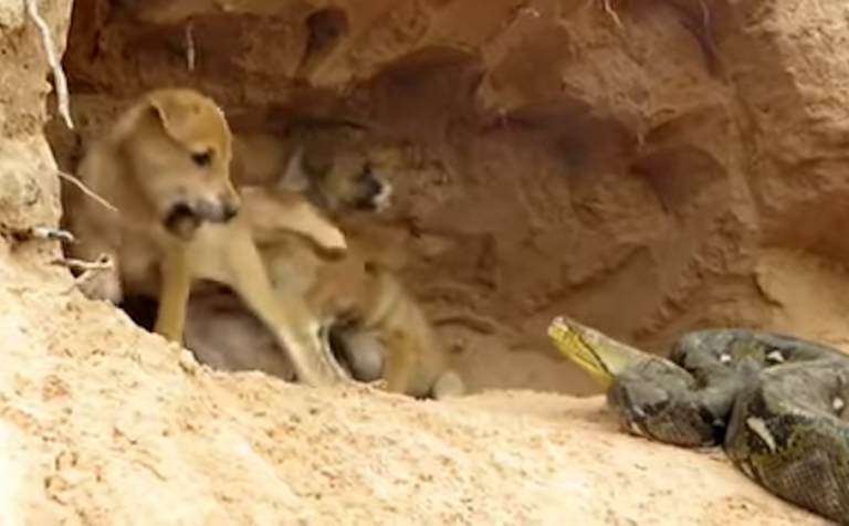 UPDATE: YouTube Announces Ban on Fake 'Rescue' Videos Following LFT ...