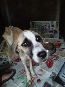 From One Island to Another: The Story of Pandora's Second Chance