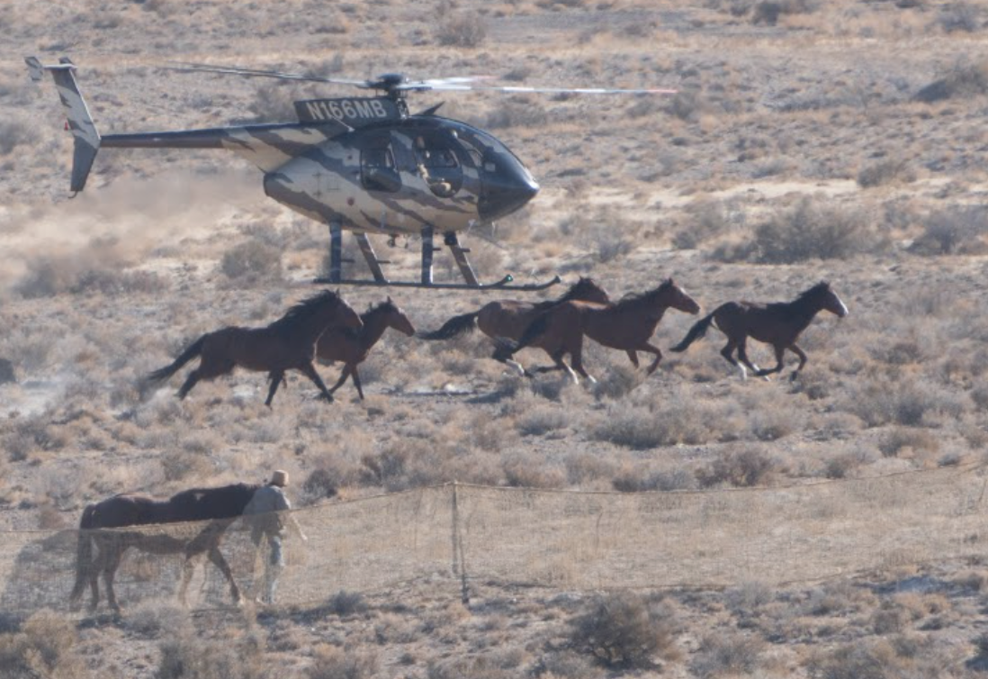 UPDATE: Utah’s Wild Horses Saved From Brutal and Dangerous Surgical ...