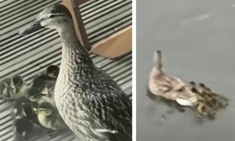 ‘Operation Mallard’ Hatched By Retired Survival Specialist To Save ...