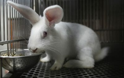 'Future Without Speciesism Award' Pays Students Up to $10,000 for ...