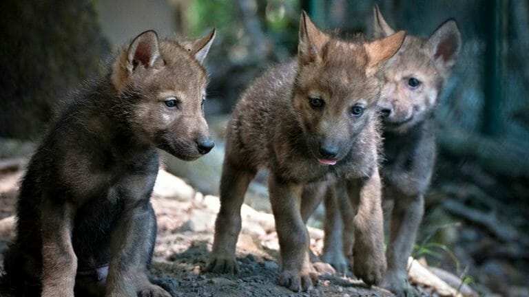 Gray Wolf Pups Spotted in Colorado for the First Time in Nearly 80 Years
