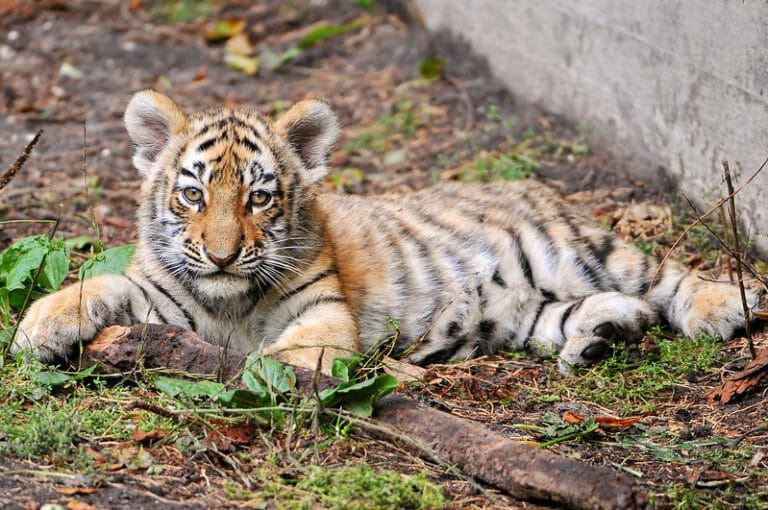 Nearly 70 Big Cats Rescued in Raid From 'Tiger King Park'