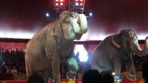 PETITION: End Cruel Elephant Acts at Shrine Circuses