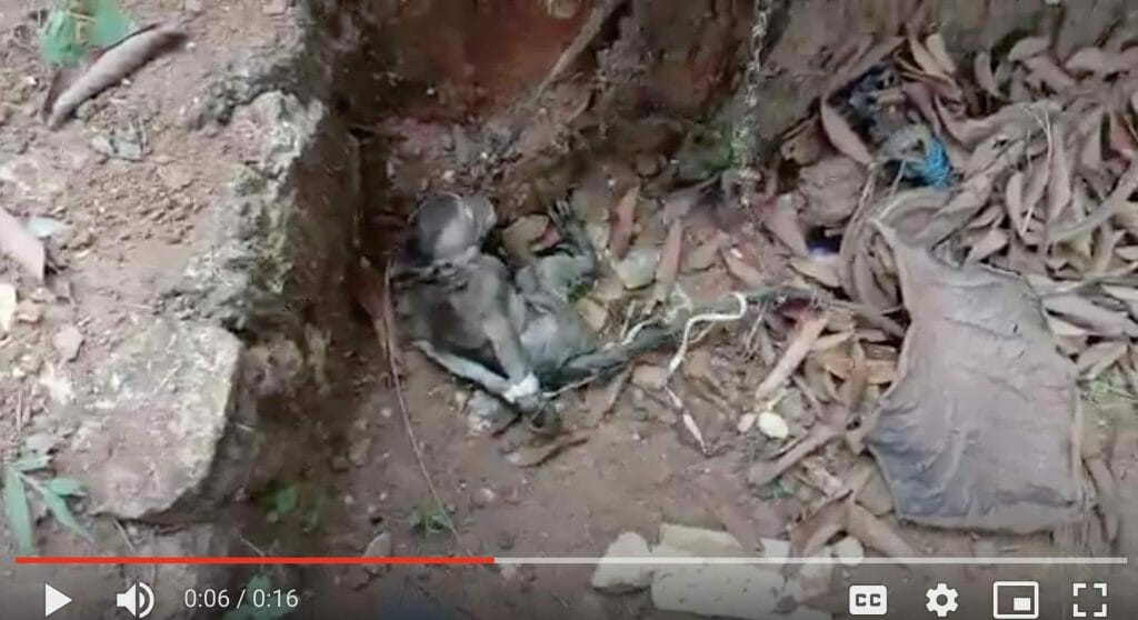 Es sind die abscheulichsten Verbrechen - Affenbabys werden online ...