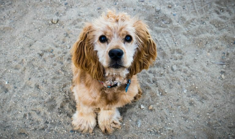 PETITION: US Government Forces Release of Animals Not Cleared to Fly at ...