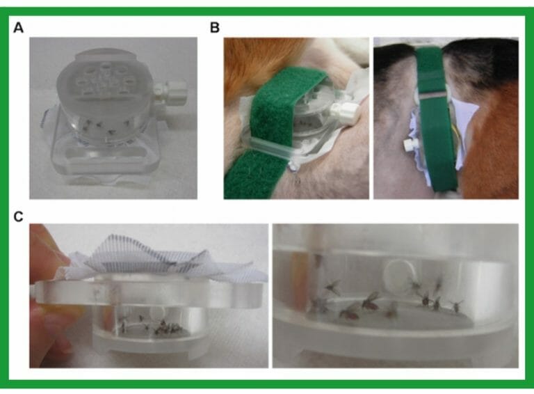 Congress Demanding Answers for Cruel Beagle Experiments