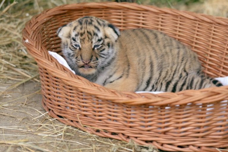 5 Things You Need to Know About Tiger Cub Petting and What Happens ...