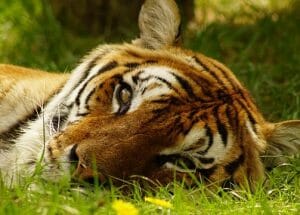 It’s the Lunar Year of the Tiger: 3 Things You Need to Know to Help ...