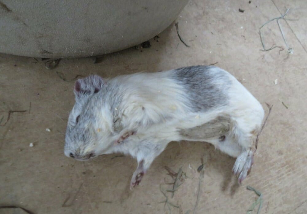 LFT Investigation: Thousands of Sick, Dying Guinea Pigs and Rabbits At ...