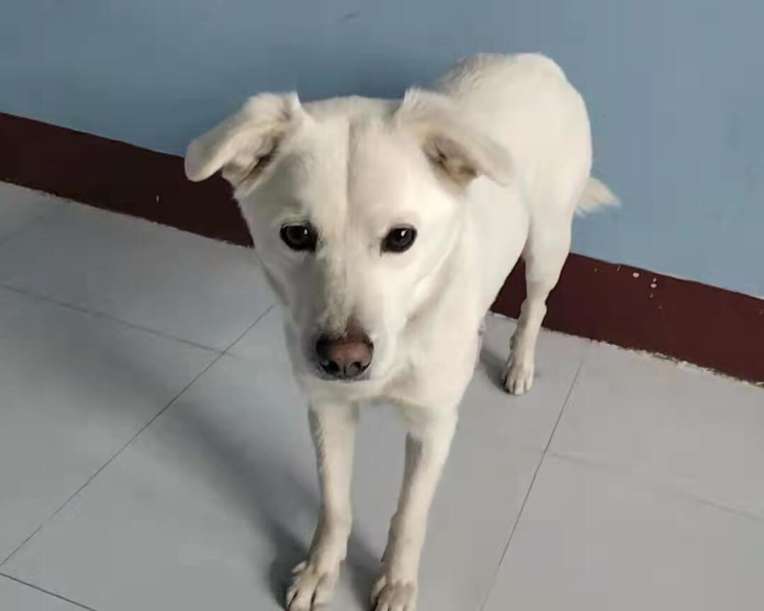Chinese Rescue Dogs Arrive Safely to Meet New Families on Flight ...