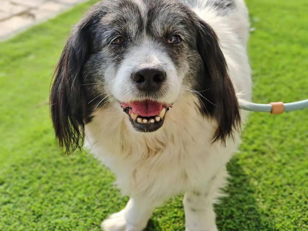Chinese Rescue Dogs Arrive Safely to Meet New Families on Flight ...