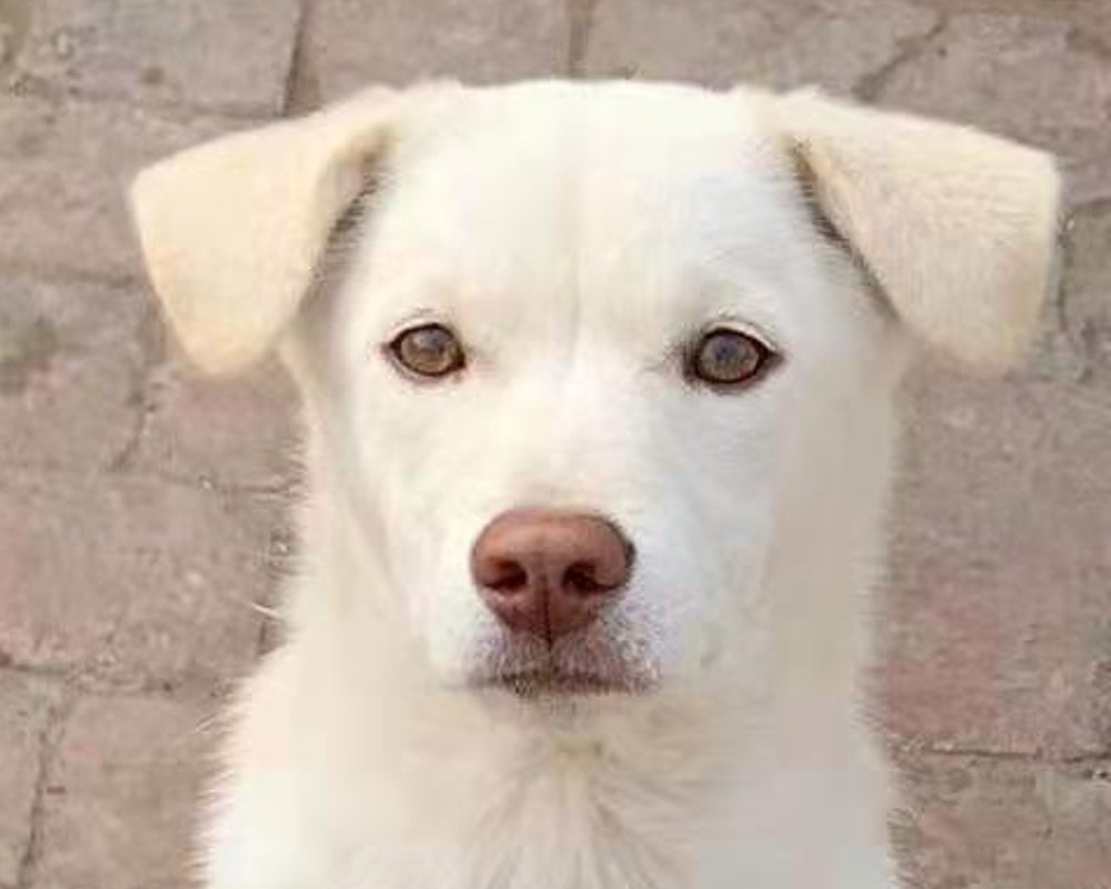 Chinese Rescue Dogs Arrive Safely to Meet New Families on Flight ...