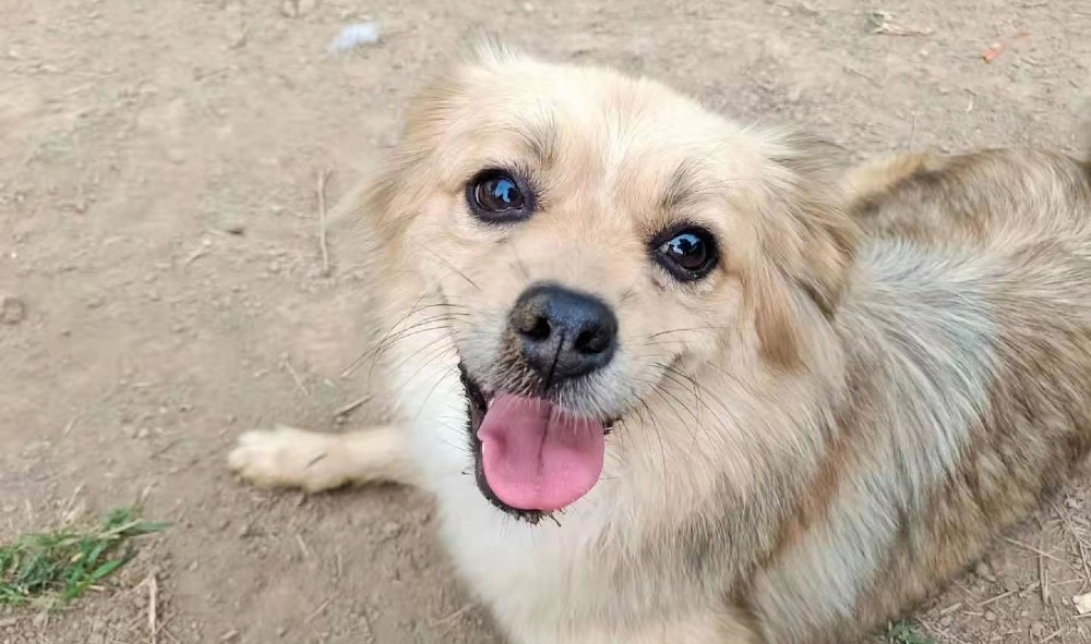 Chinese Rescue Dogs Arrive Safely to Meet New Families on Flight ...