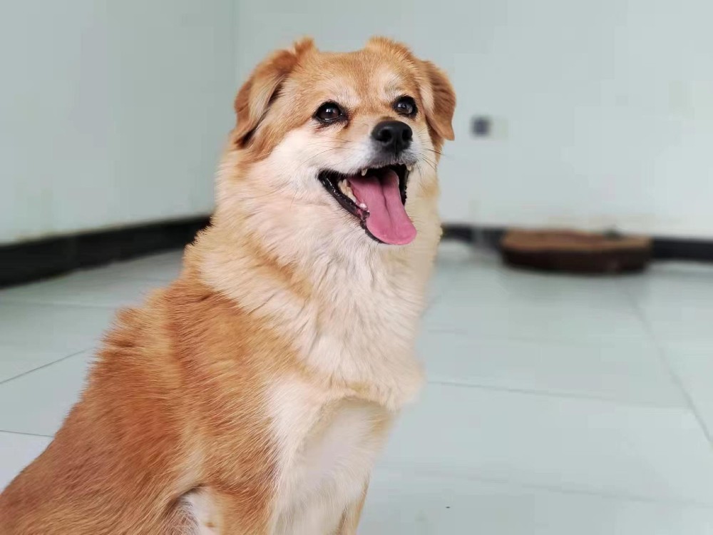 Chinese Rescue Dogs Arrive Safely to Meet New Families on Flight ...