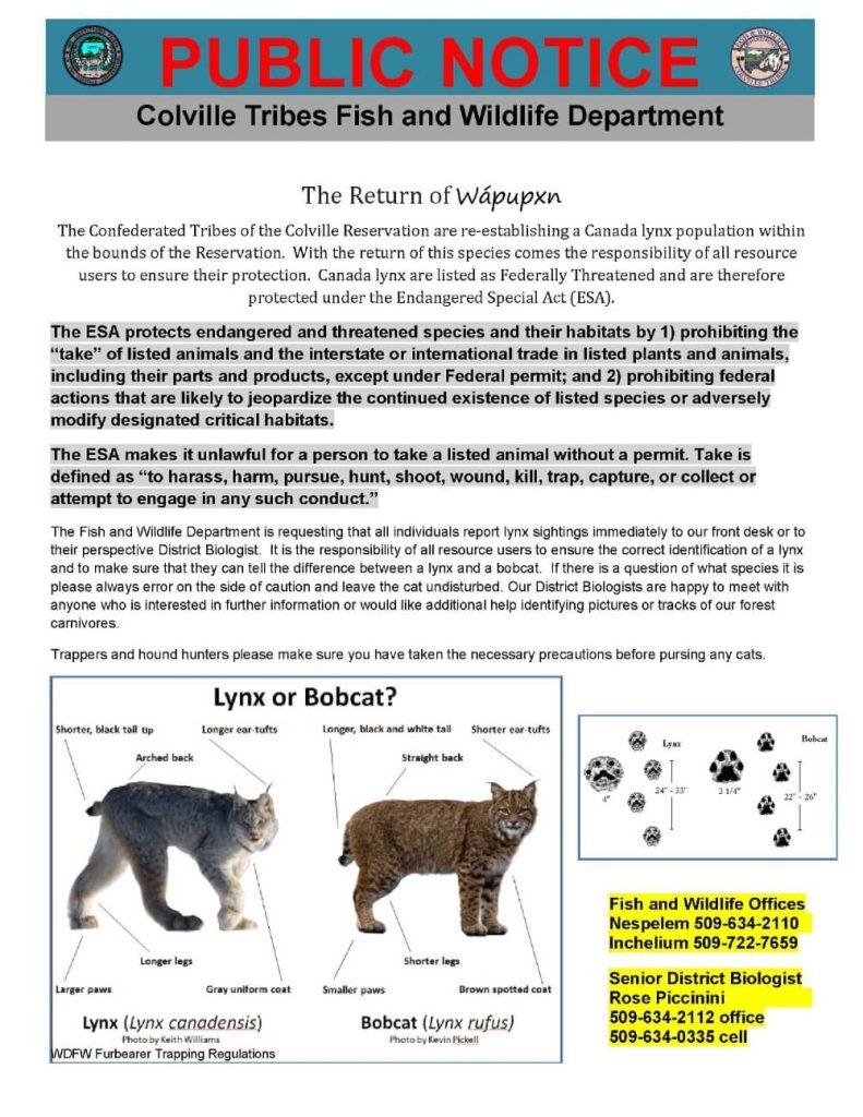 Tribes Are Restoring Lynx From Canada, Where They’re Trapped for Fur ...