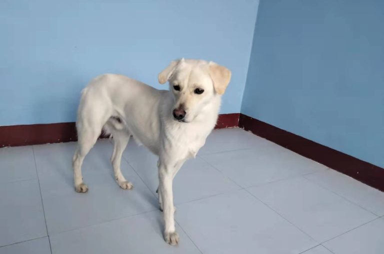 Chinese Rescue Dogs Arrive Safely to Meet New Families on Flight ...