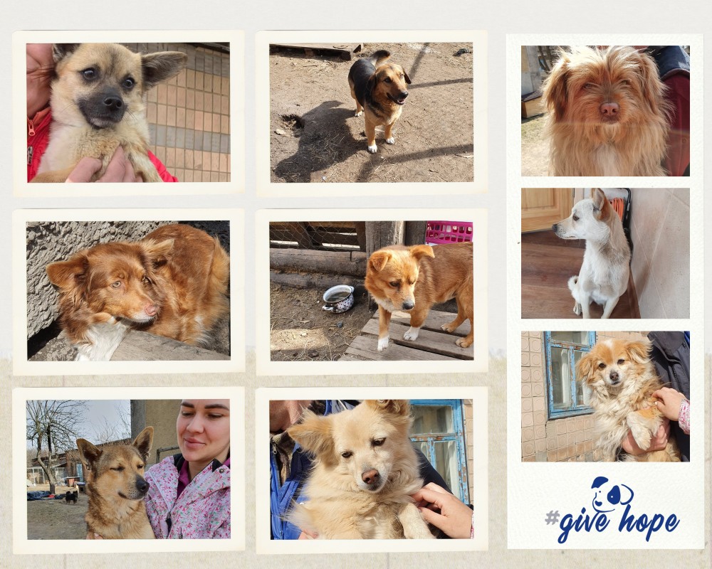 Lady Freethinker Partners with Romanian Rescue to Save Dogs Left Behind ...