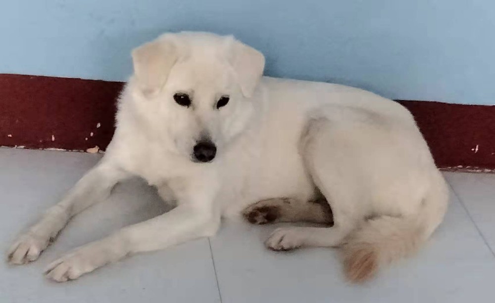 Chinese Rescue Dogs Arrive Safely to Meet New Families on Flight ...