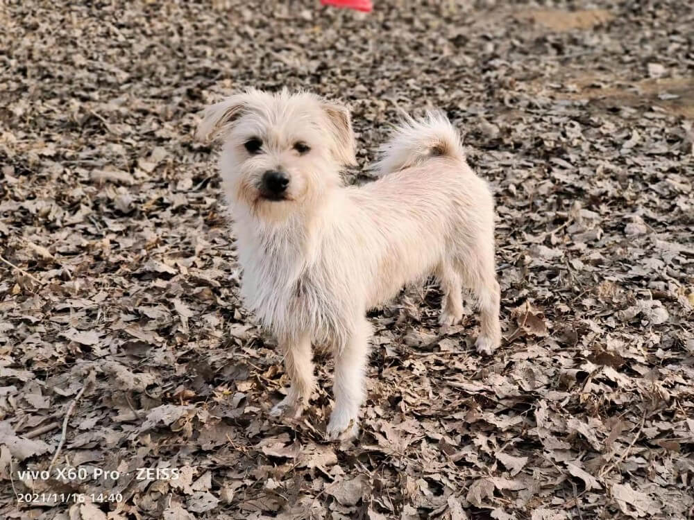 Chinese Rescue Dogs Arrive Safely to Meet New Families on Flight ...