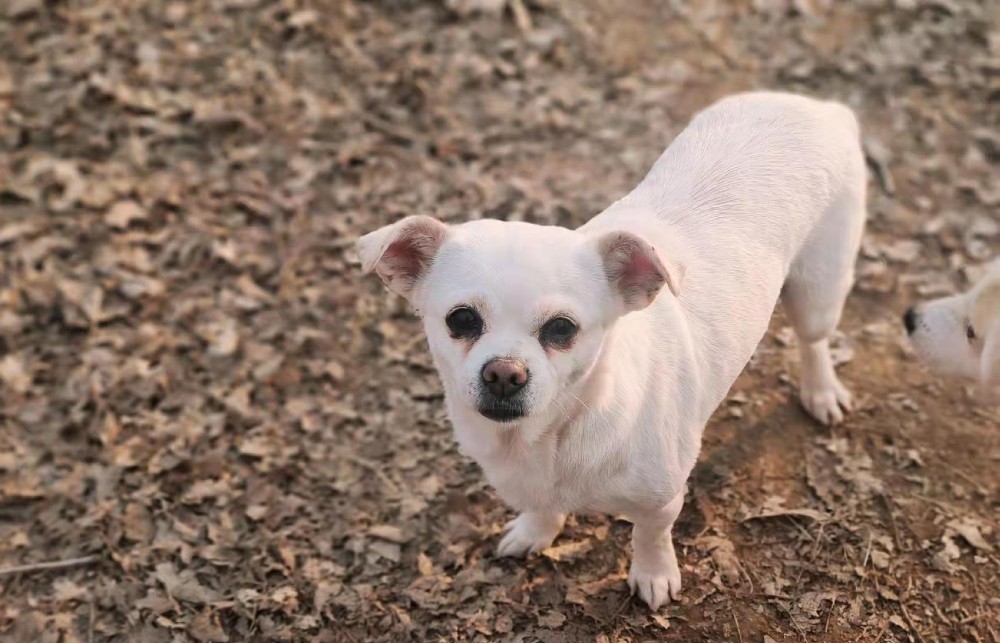 Chinese Rescue Dogs Arrive Safely to Meet New Families on Flight ...