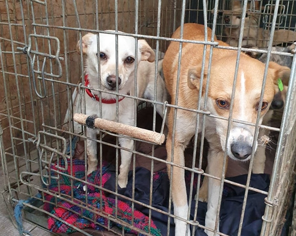 Lady Freethinker Partners with Romanian Rescue to Save Dogs Left Behind ...