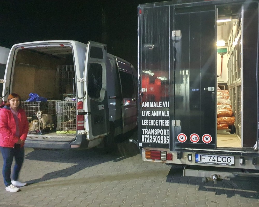 Lady Freethinker Partners with Romanian Rescue to Save Dogs Left Behind ...
