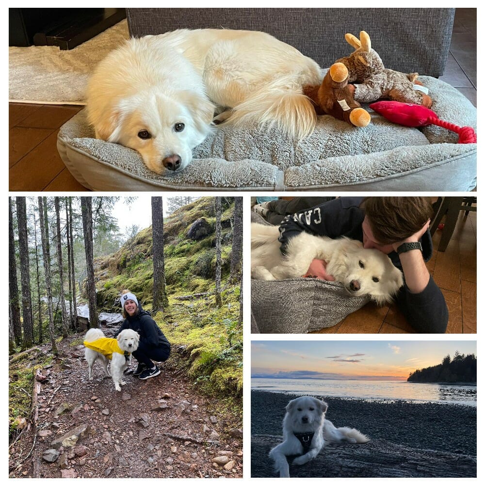 RESCUE UPDATE: Dogs Flown from China Are Thriving in Their Forever Homes