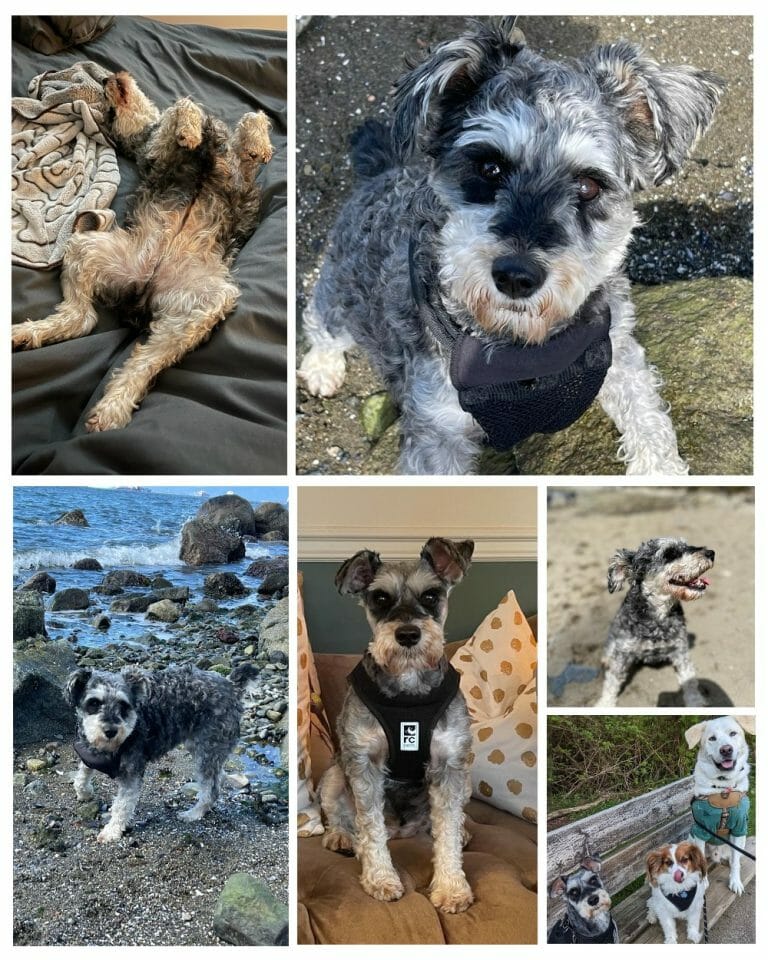 RESCUE UPDATE: Dogs Flown from China Are Thriving in Their Forever Homes